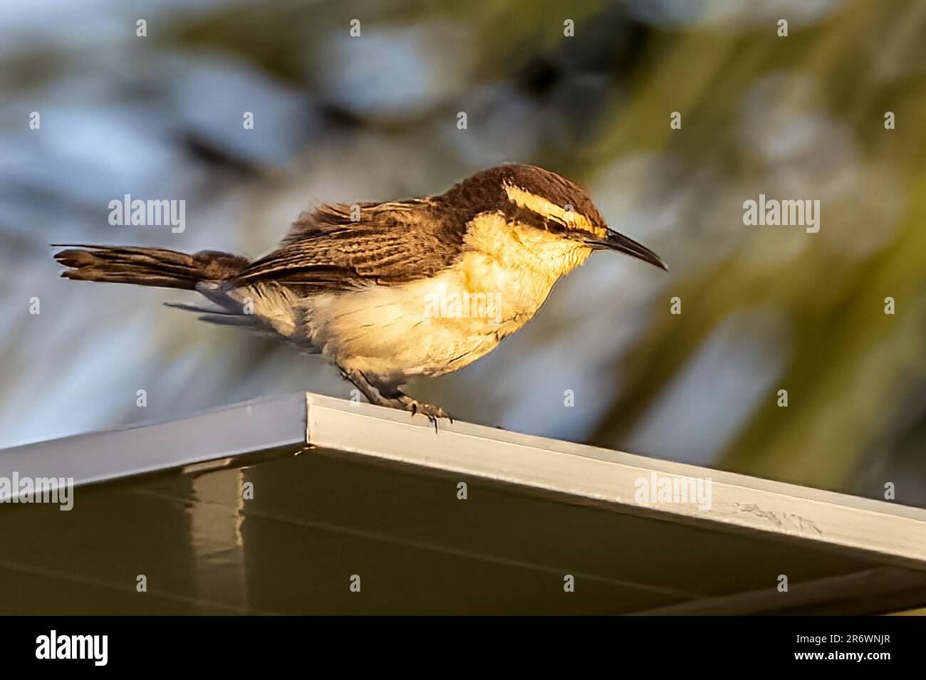 Bicolored Wren, resting on solar panel, Karanambu Lodge, Rupununi ...