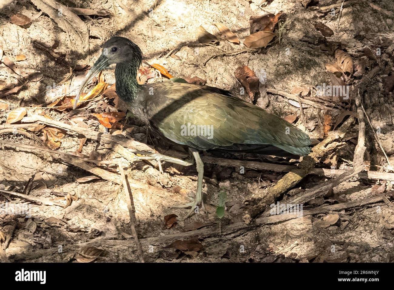 Green Ibis, Rupununi River, Upper Takutu-Upper Essequibo region, Guyana ...
