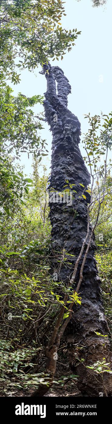 Termite nest along whole tree trunk, probable symbiosis, Rainforest ...
