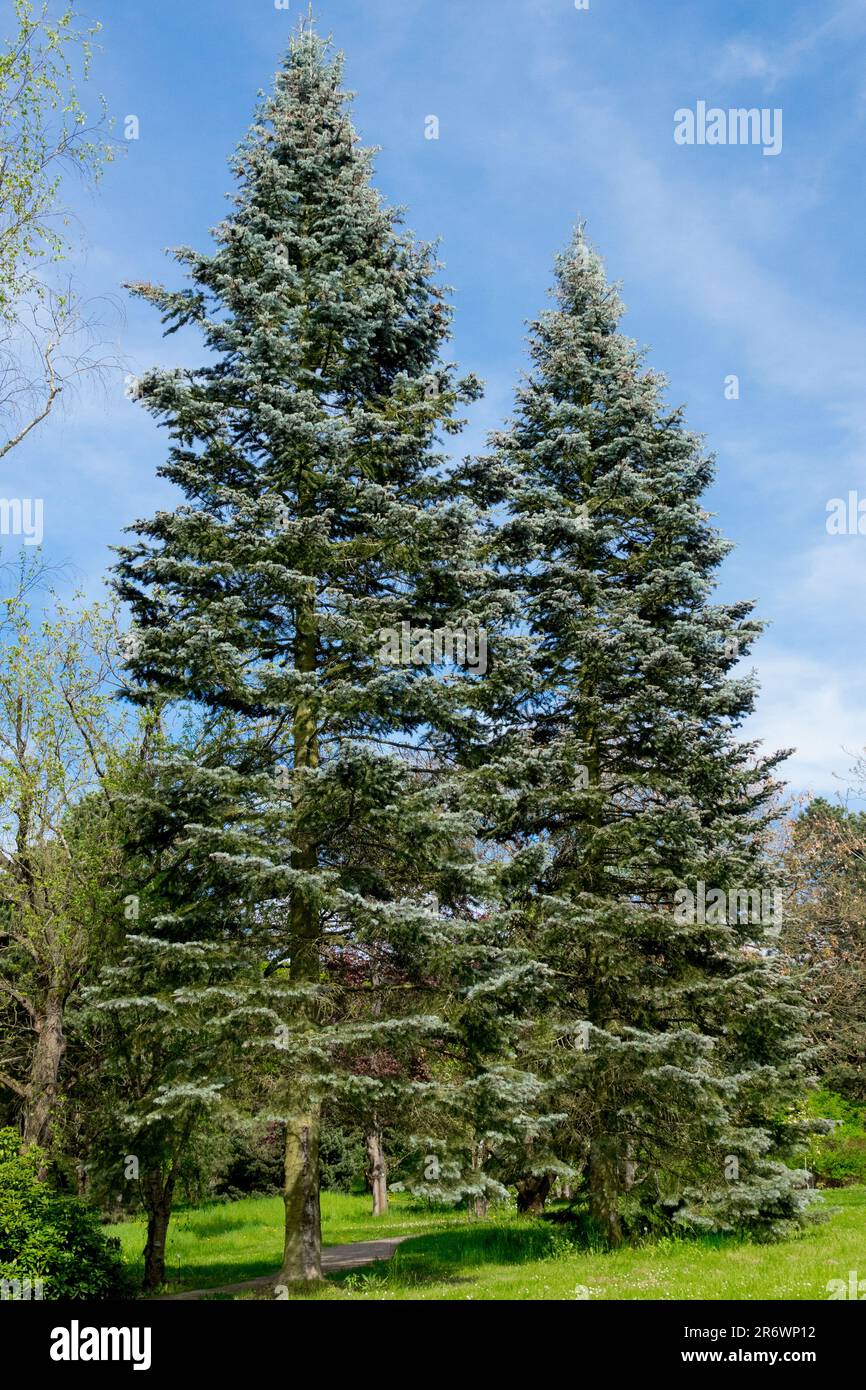Abies concolor violacea hi-res stock photography and images - Alamy