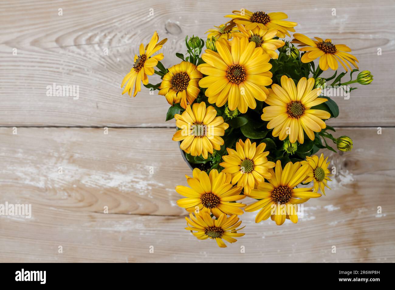 African daisy, Osteospermum, delicate flowers in warm yellow sunny ...