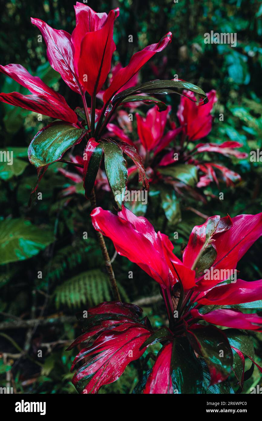 Bright pink exotic tropical flower growing in nature. Wild natural ...