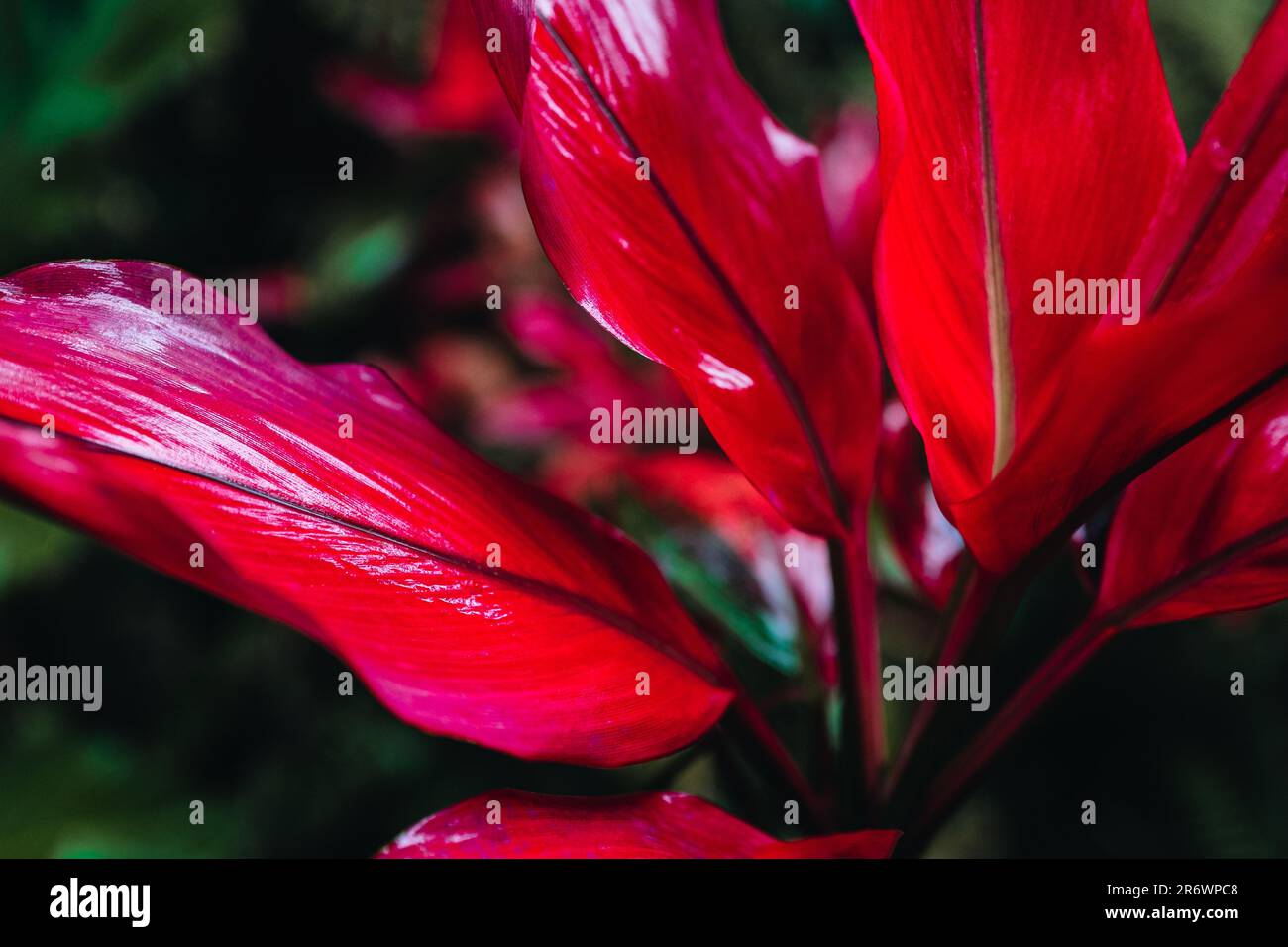 Bright red pink exotic tropical flower growing in nature. Wild natural ...