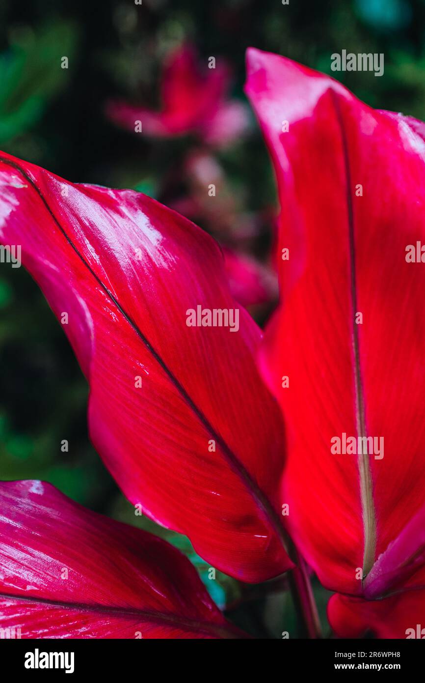 Bright exotic red pink tropical flower growing in nature. Wild natural ...