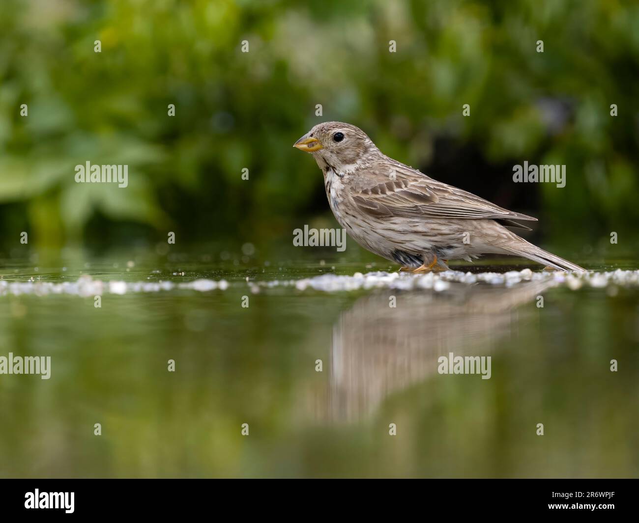 Corn bunting, Emberiza calandra, single bird bathing in water, Bulgaria ...