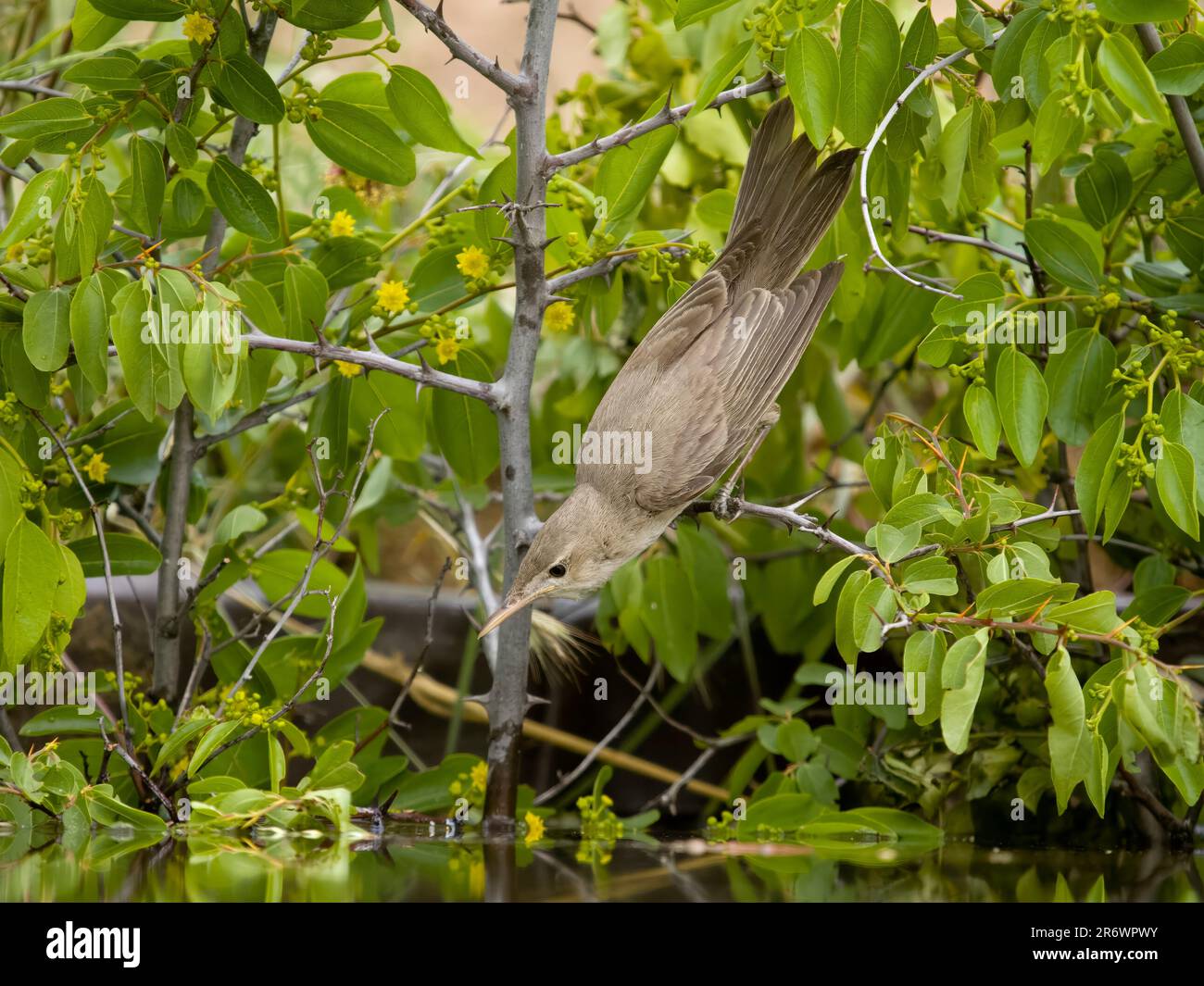Eastern olivaceous warbler, Iduna pallida, Single bird on branch ...