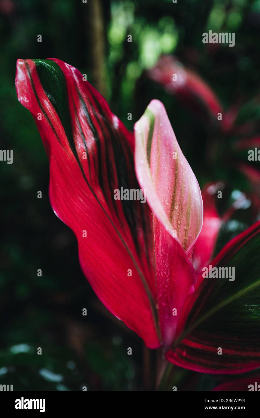 Bright pink green exotic tropical flower growing in nature after the ...