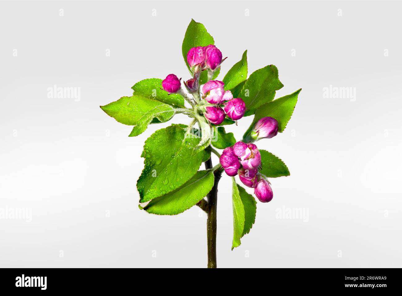 Stacked macro photo of Apple flower bunch with leaves and water ...