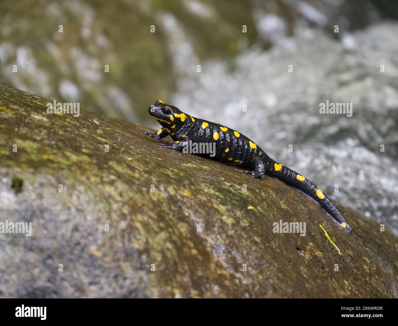 Fire salamander, Salamandra salamandra, single amphibian on rock by ...