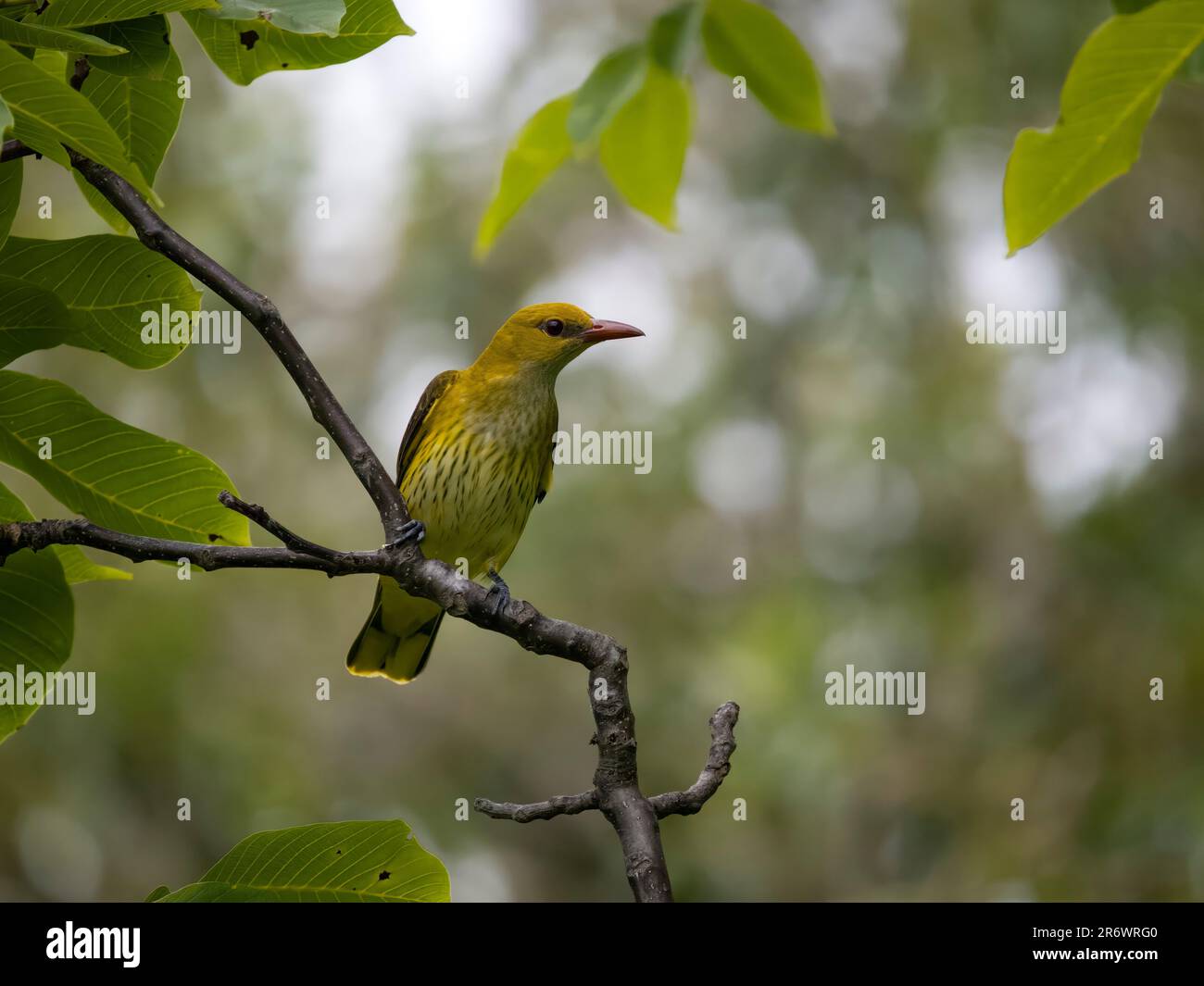 Golden oriole, Oriolus oriolus, single bird on branch, Bulgaria, June ...