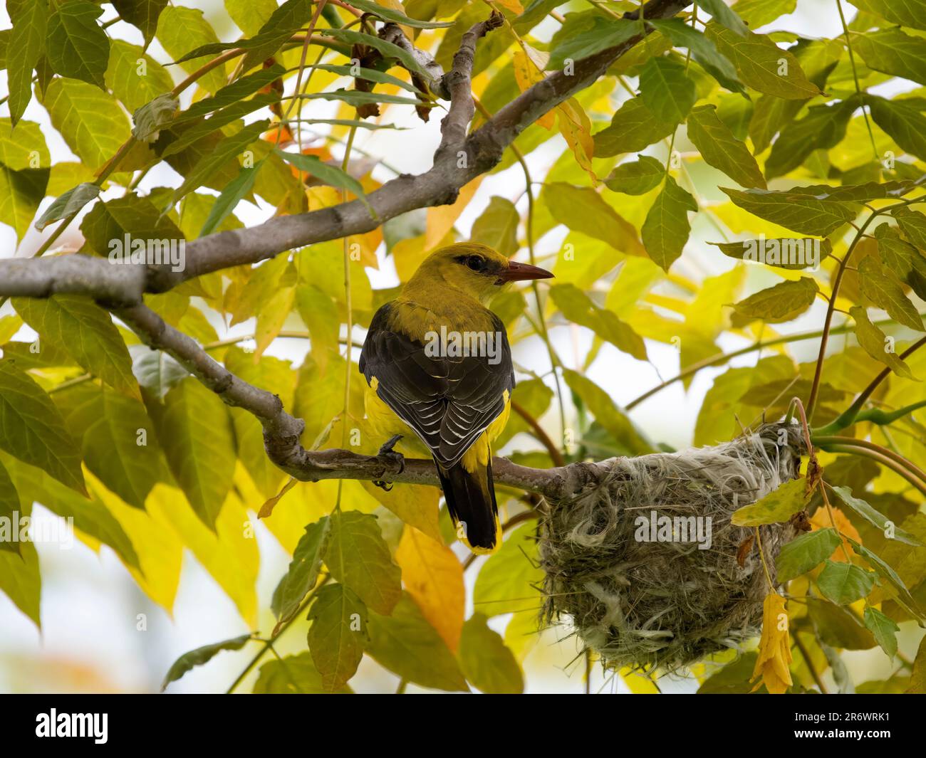 Golden oriole, Oriolus oriolus, single bird on nest, Bulgaria, June ...