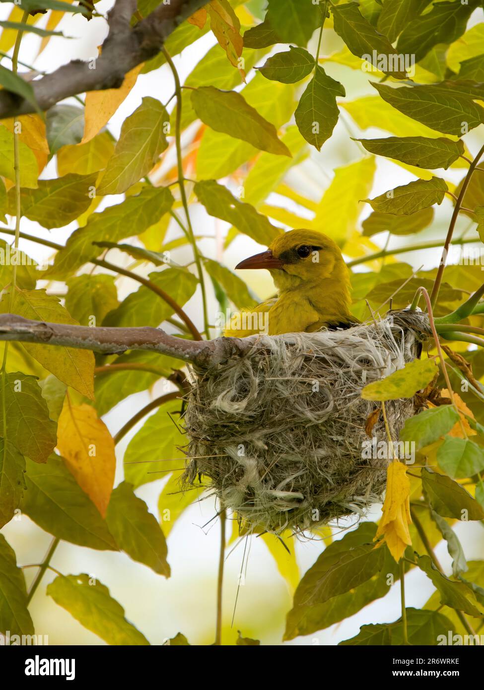 Golden oriole, Oriolus oriolus, single bird on nest, Bulgaria, June ...