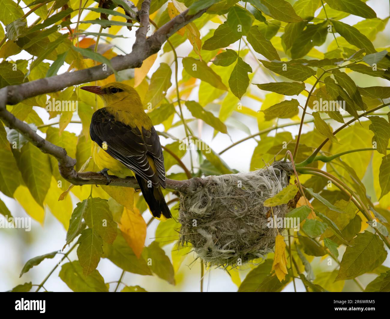 British golden oriole hi-res stock photography and images - Alamy
