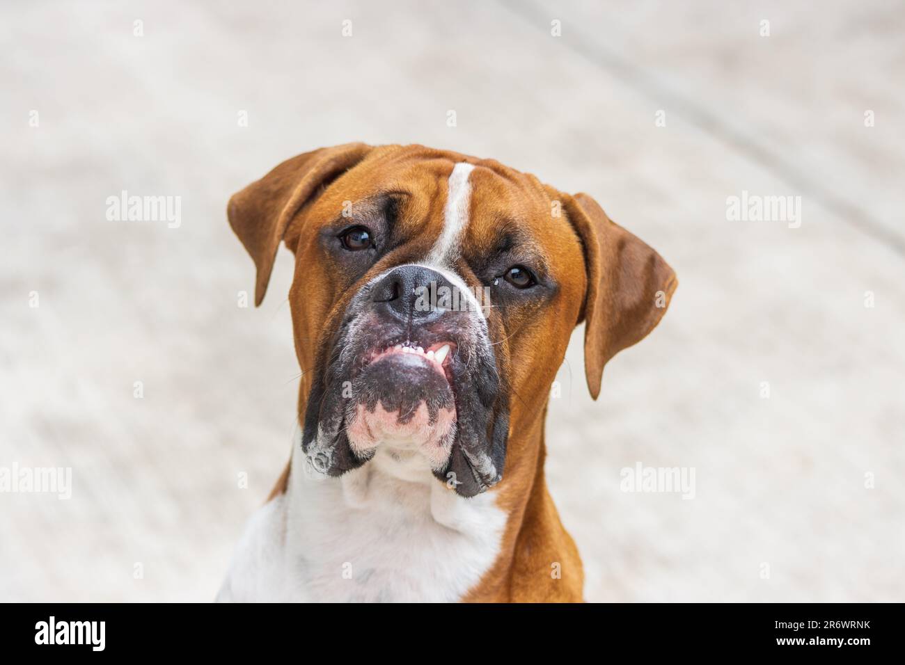 A close-up shot of a brown and white boxer with its head tilted up ...