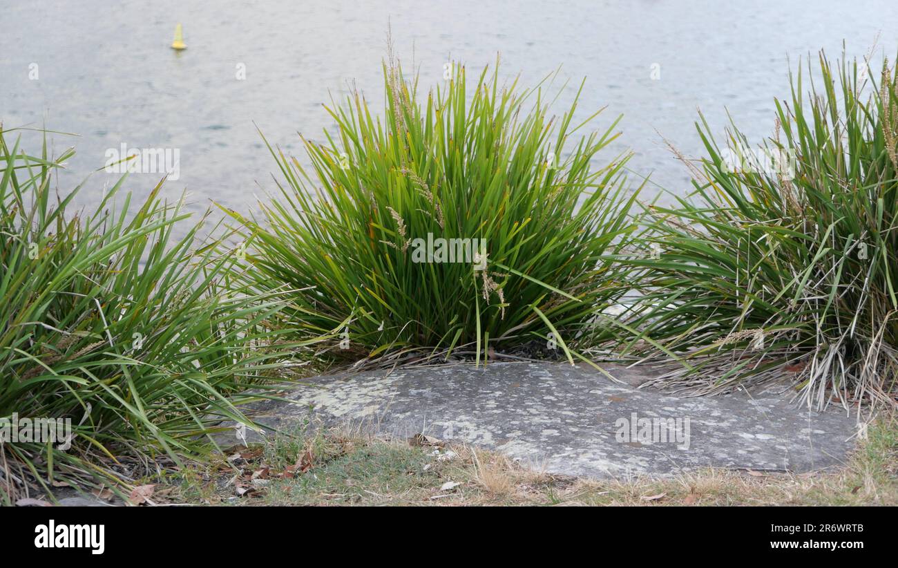 Three reed plants beside water with concrete in the foreground Stock ...