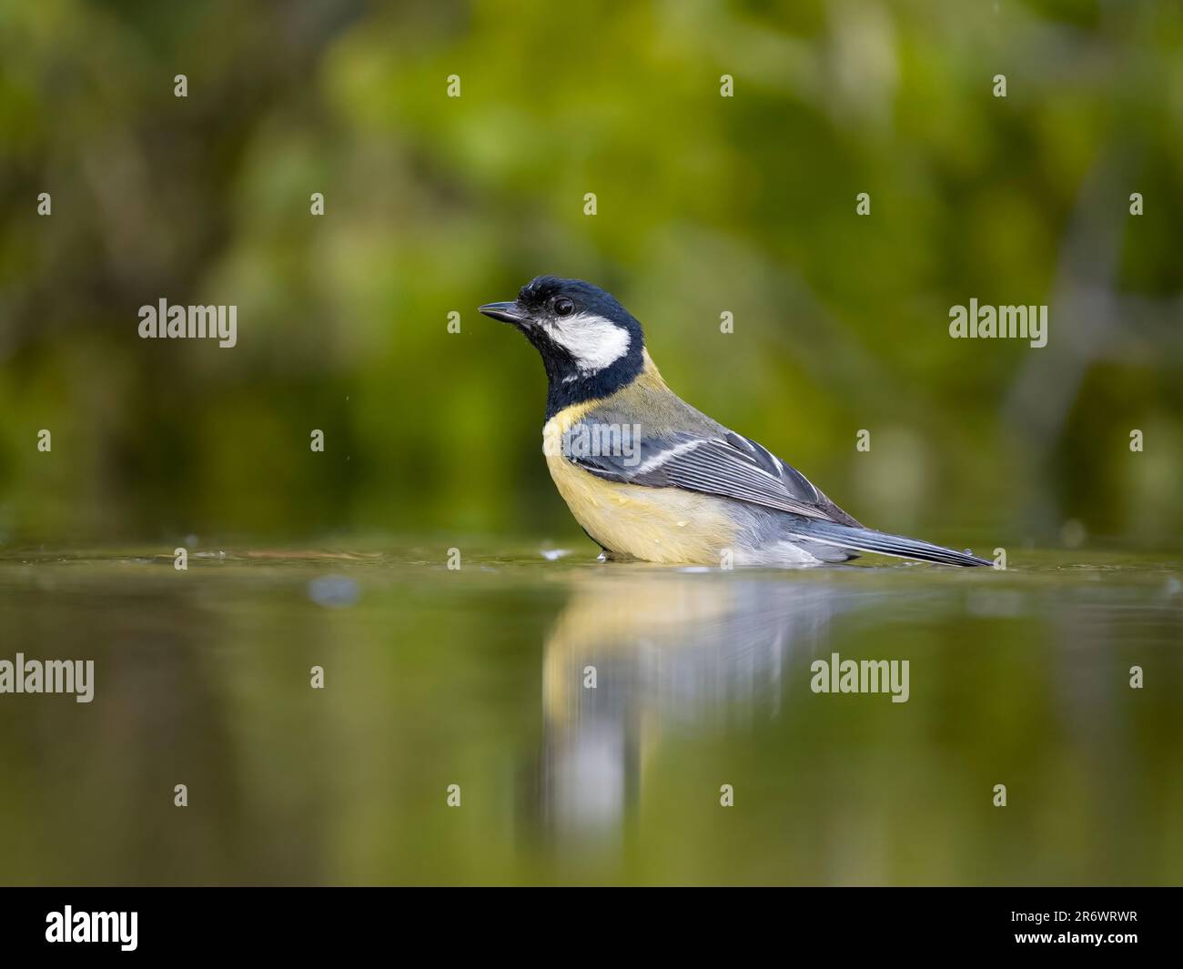 Great tit, Parus major, single bird bathing in water, Bulgaria, June ...