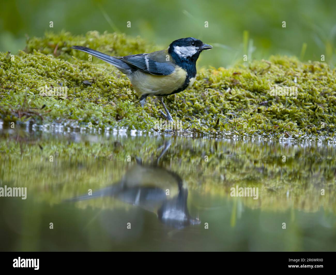 Great tit, Parus major, single bird by water, Bulgaria, June 2023 Stock ...