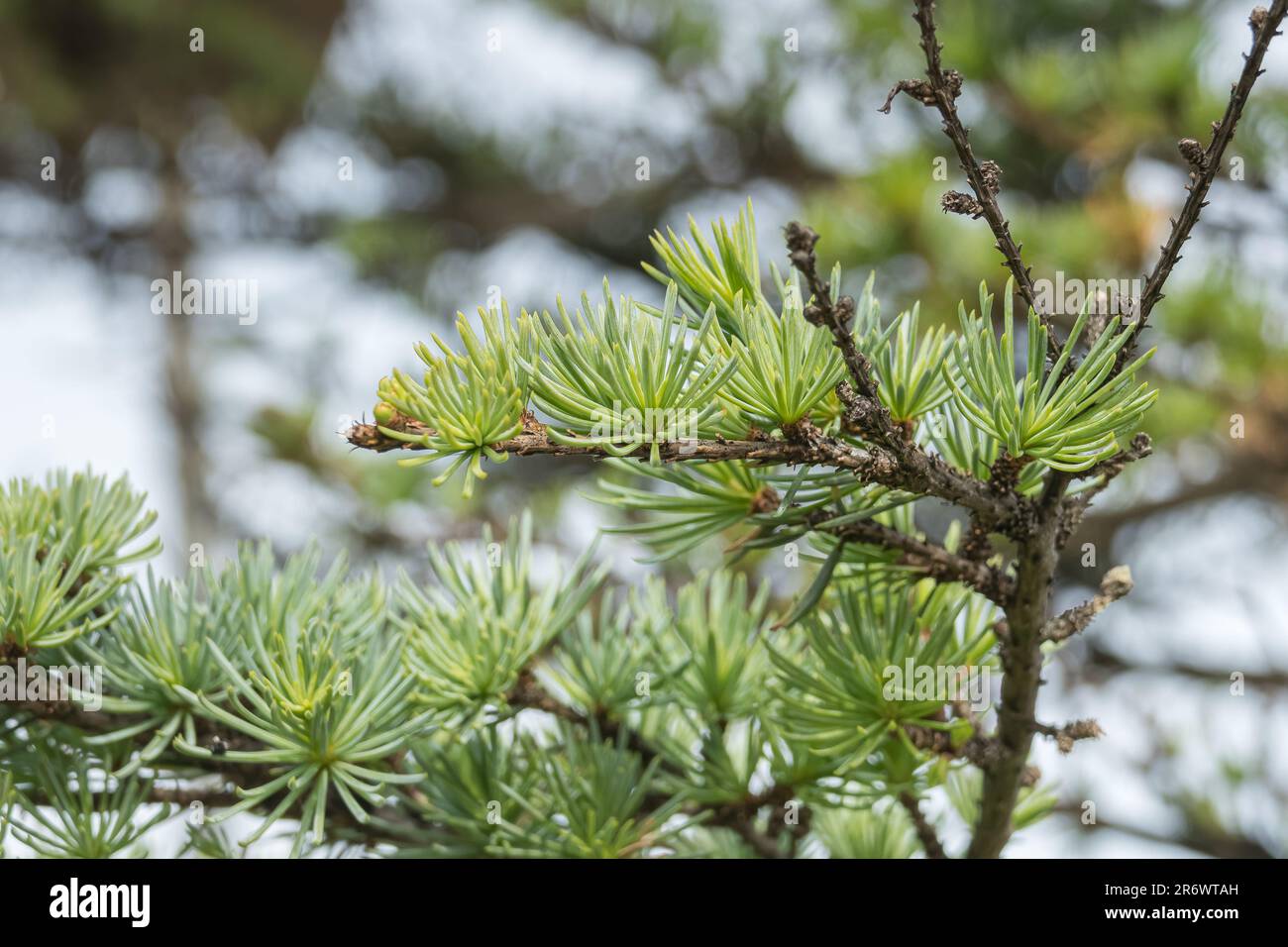 Cedrus atlantica glauca conifer hi-res stock photography and images - Alamy