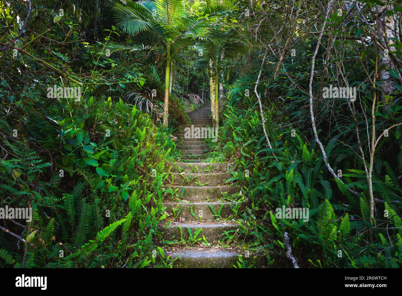 An idyllic view of an outdoor wooden staircase ascending into a lush ...