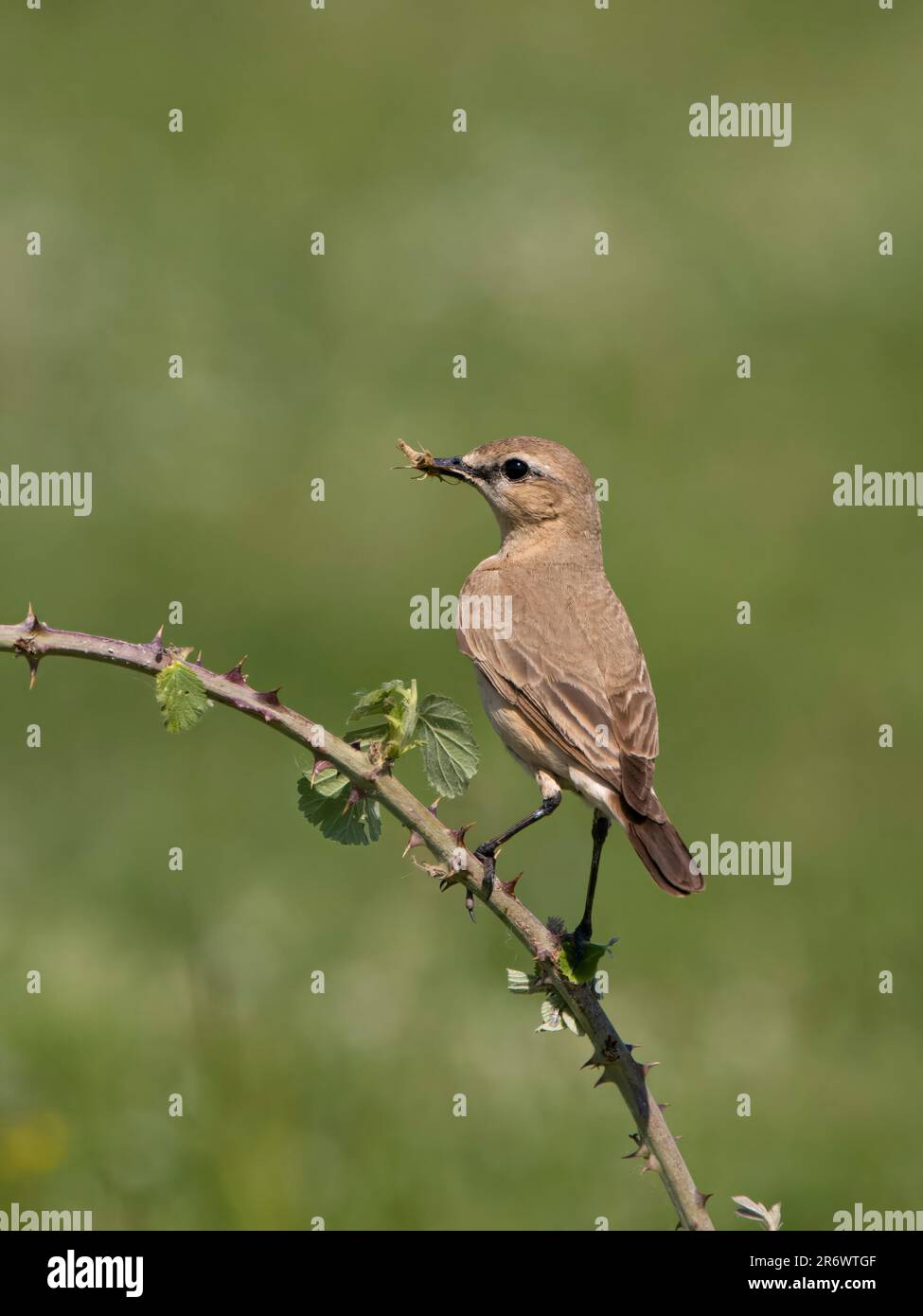 Isabelline wheatear, Oenanthe isabellina, single bird on rock, Bulgaria ...