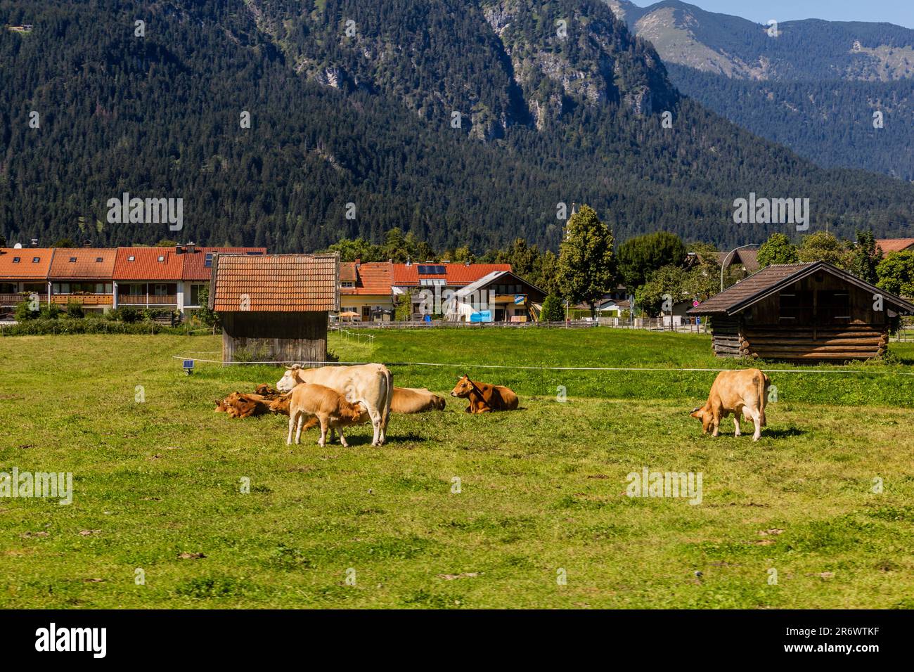 Garmisch partenkirchen cow hi-res stock photography and images - Alamy