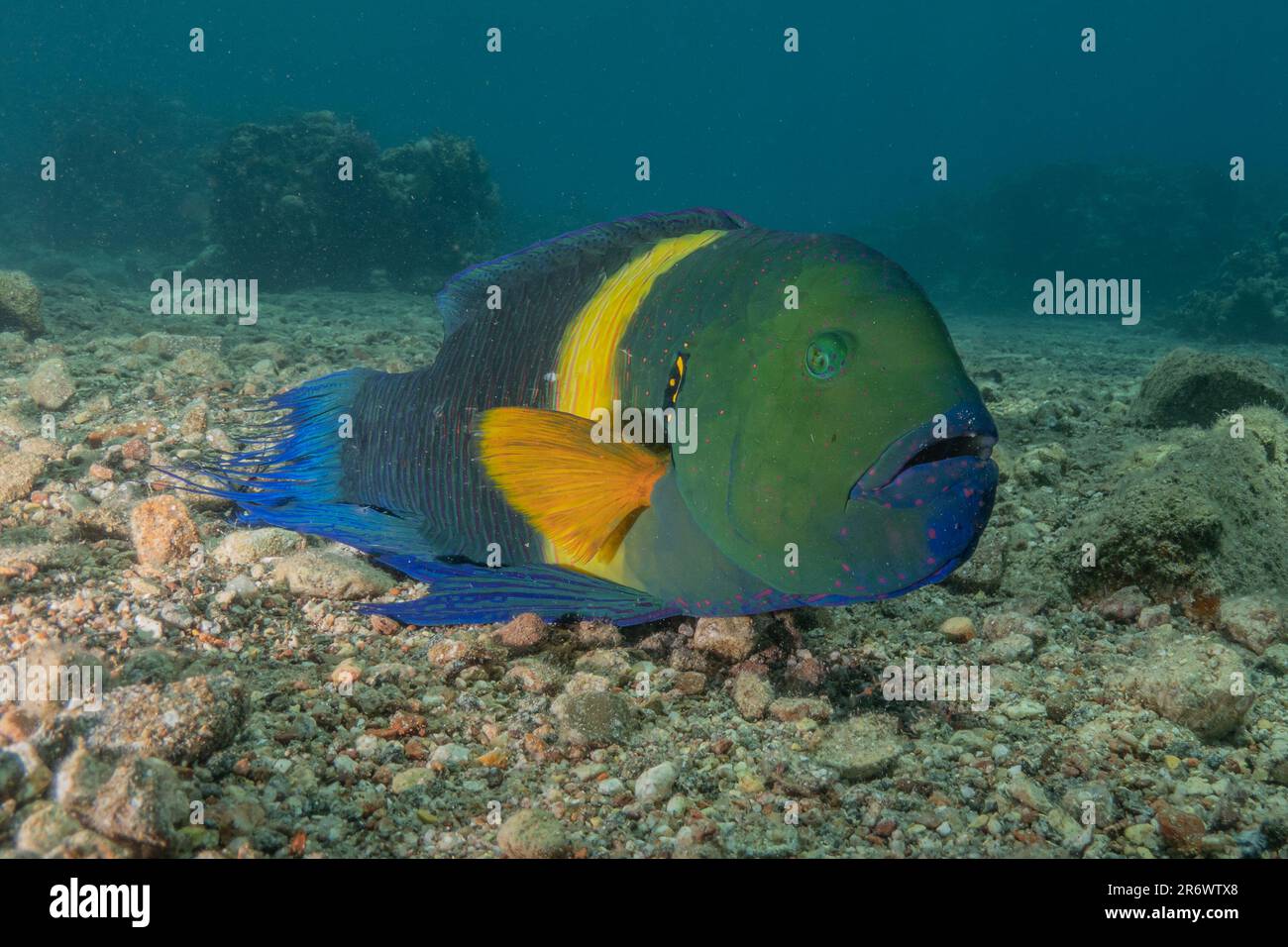 Fish swimming in the Red Sea, colorful fish, Eilat Israel Stock Photo ...