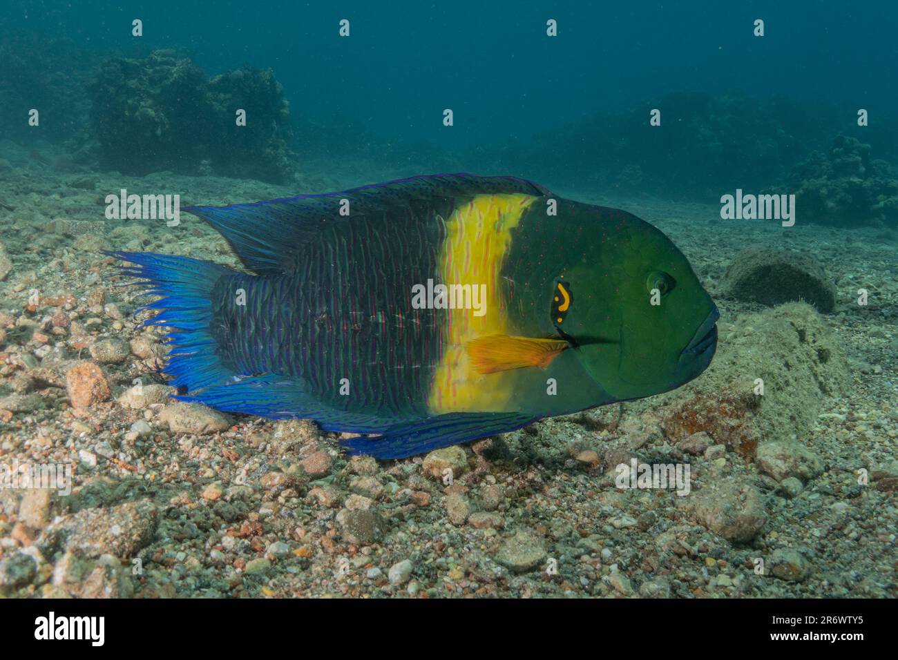 Fish swimming in the Red Sea, colorful fish, Eilat Israel Stock Photo ...