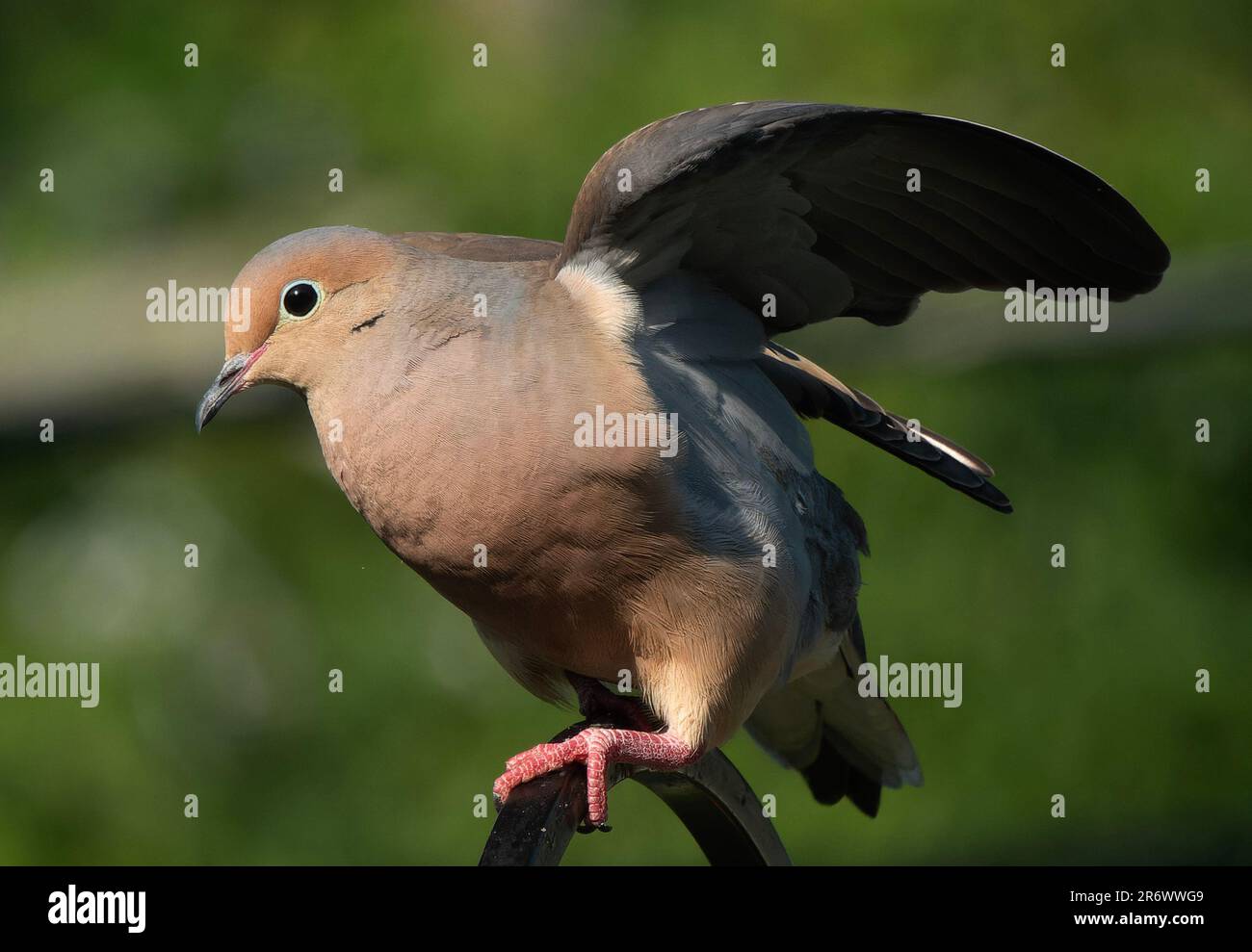 Dove perch hi-res stock photography and images - Alamy
