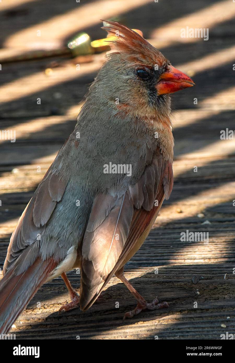 Female Northern Cardinal on the backyard deck Stock Photo - Alamy