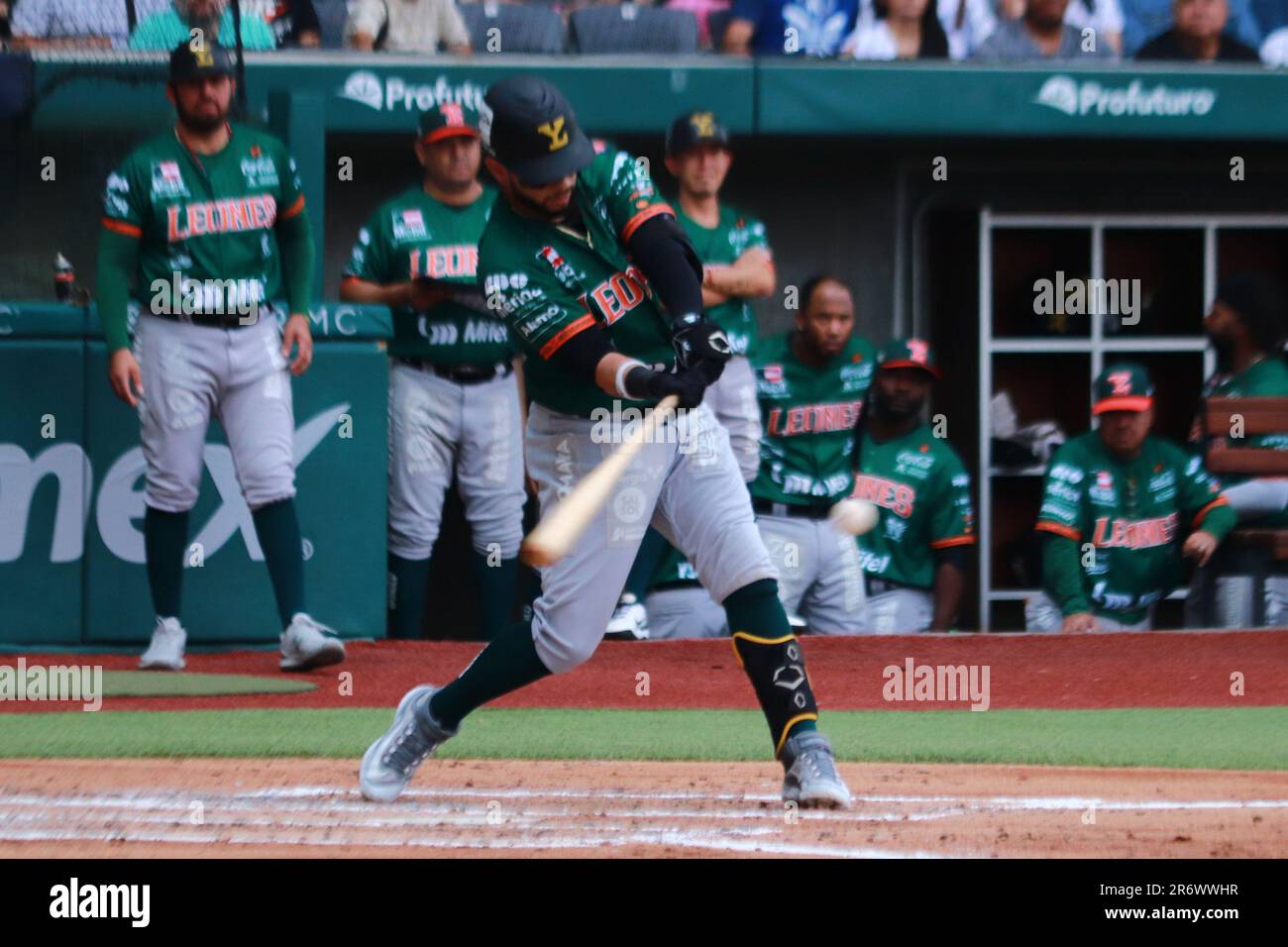 Yucatan lions hi-res stock photography and images - Alamy
