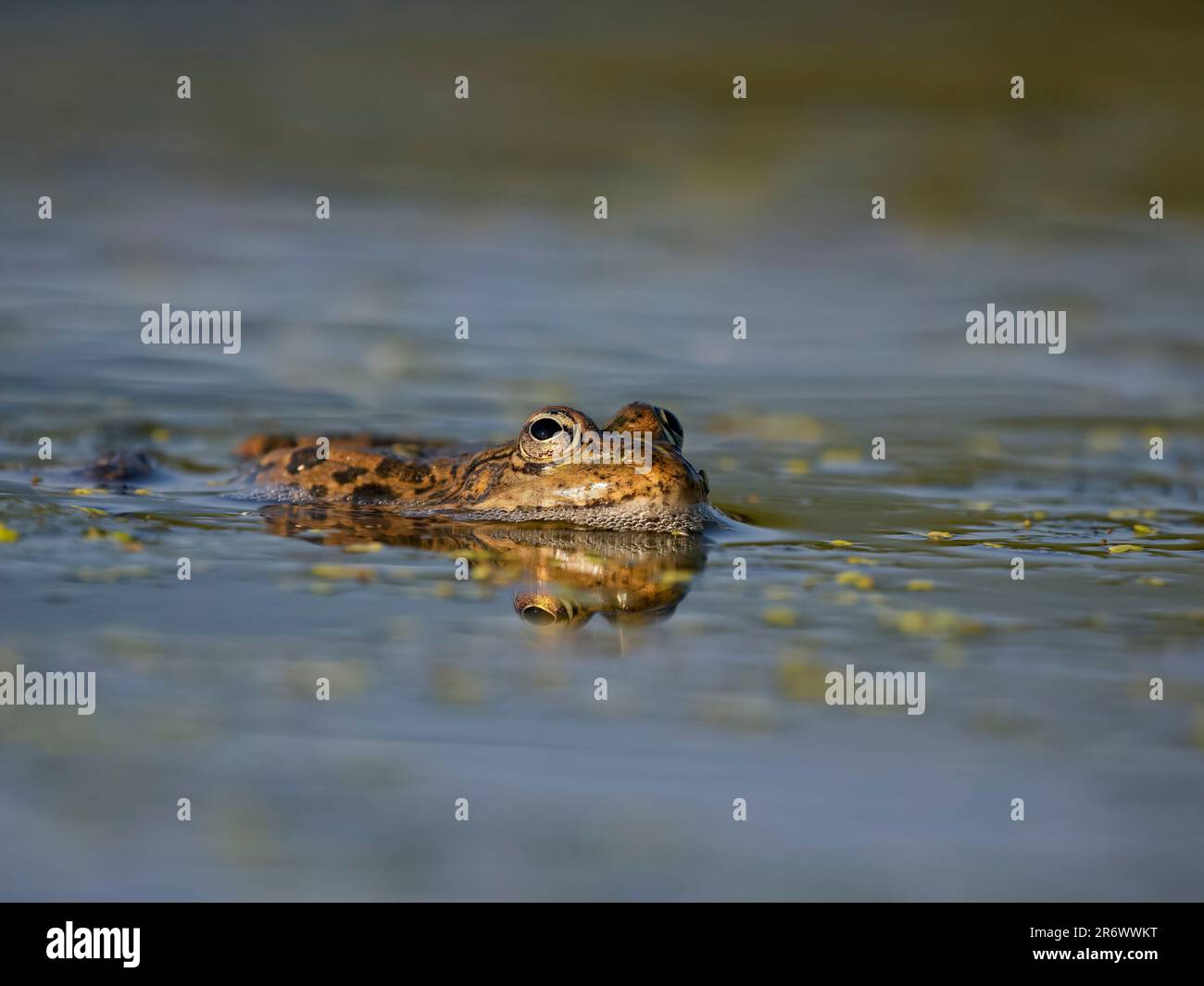 Marsh frog, Pelophylax ridibundus, single frog in water, Bulgaria, June ...
