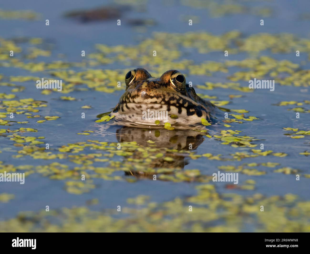 Marsh frog, Pelophylax ridibundus, single frog in water, Bulgaria, June ...