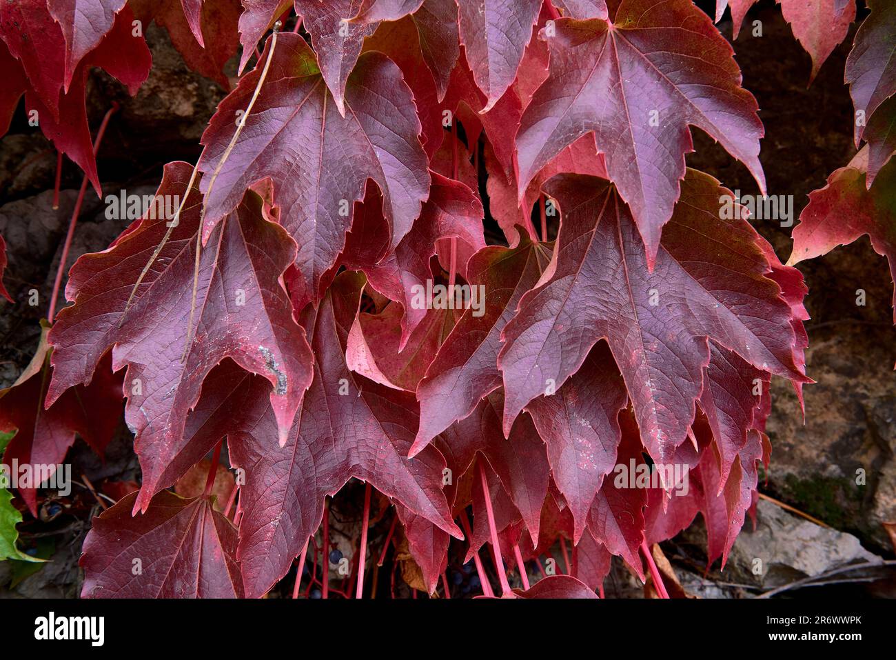 Detail of green and red ivy leaves.Detail, variety, texture, out-of ...