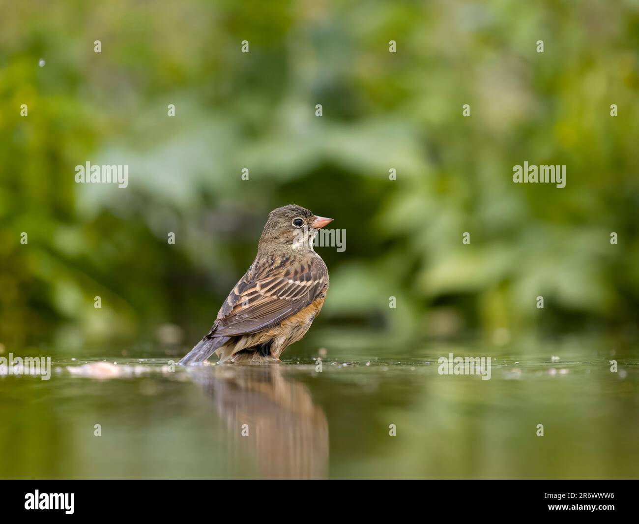 Ortolan bunting, Emberiza hortulana, single bird in water bathing ...