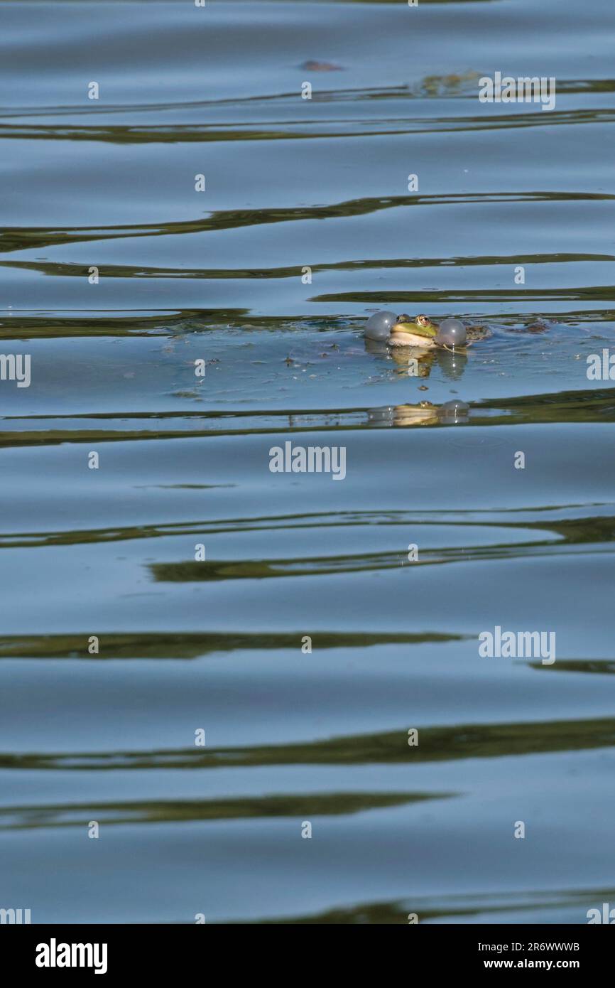 Marsh frog calling in lake Rana ridibunda, male vocal sacs inflated ...
