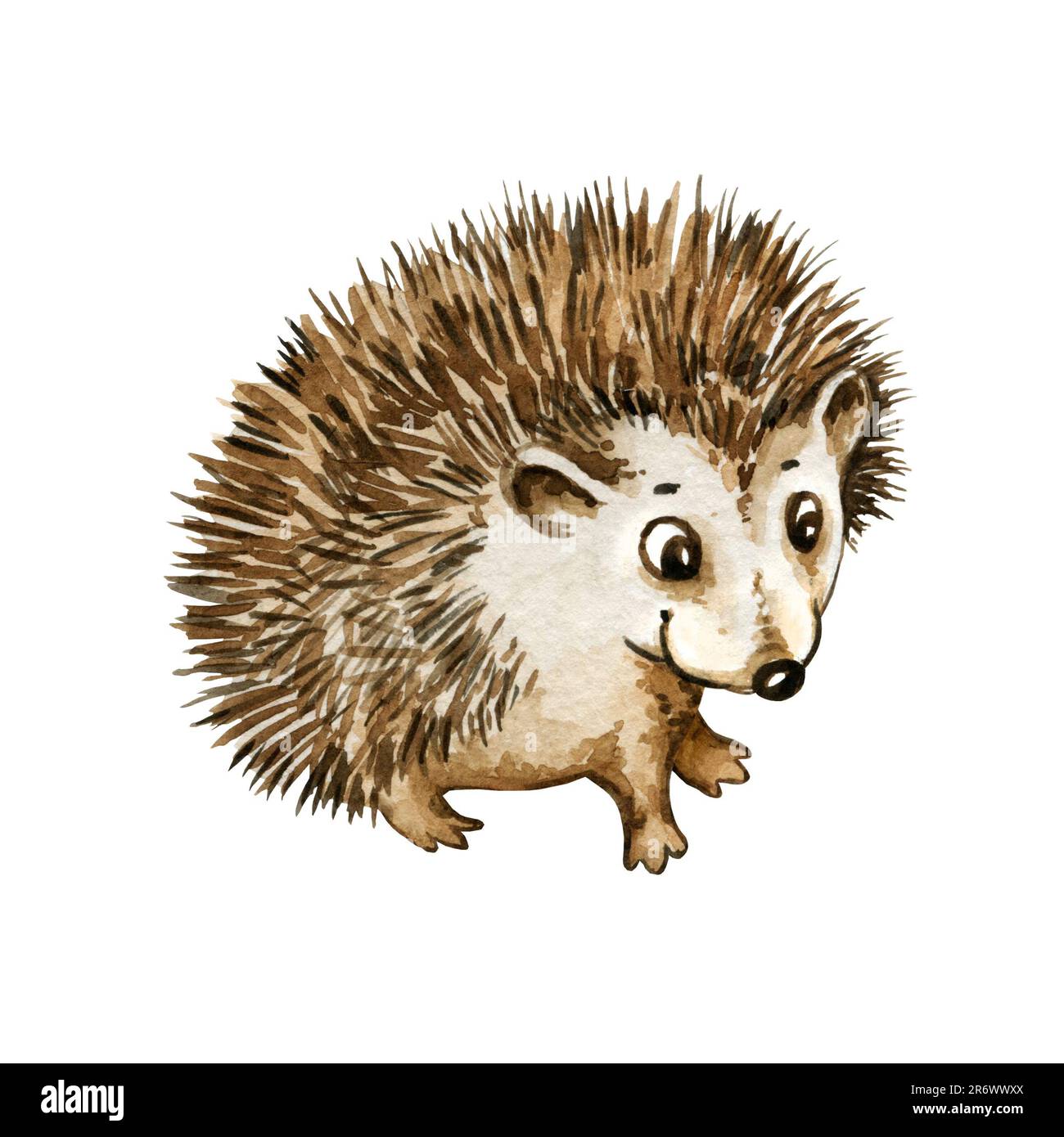 watercolor cute little animal hedgehog, hand drawn illustration of ...