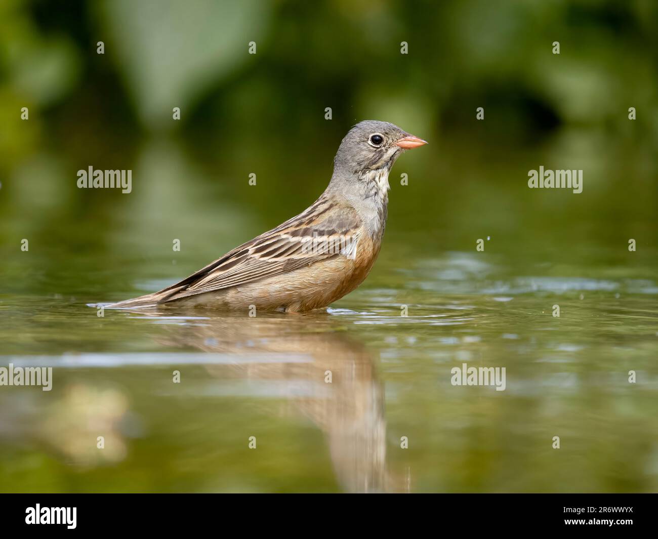 Ortolan bunting, Emberiza hortulana, single bird in water bathing ...