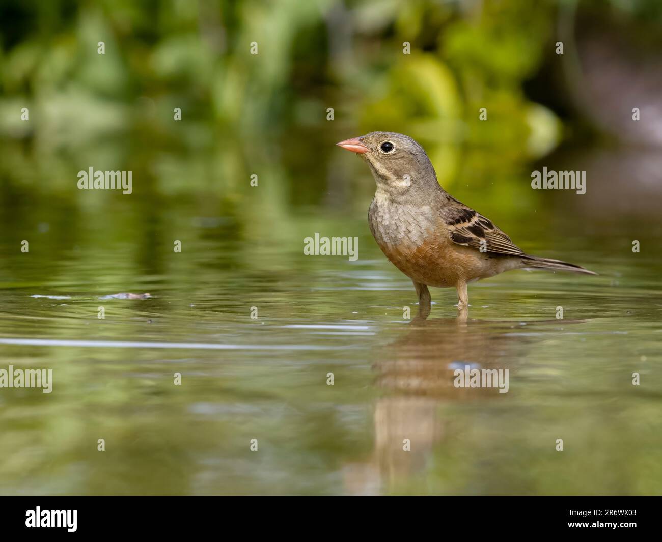 Ortolan bunting, Emberiza hortulana, single bird in water bathing ...