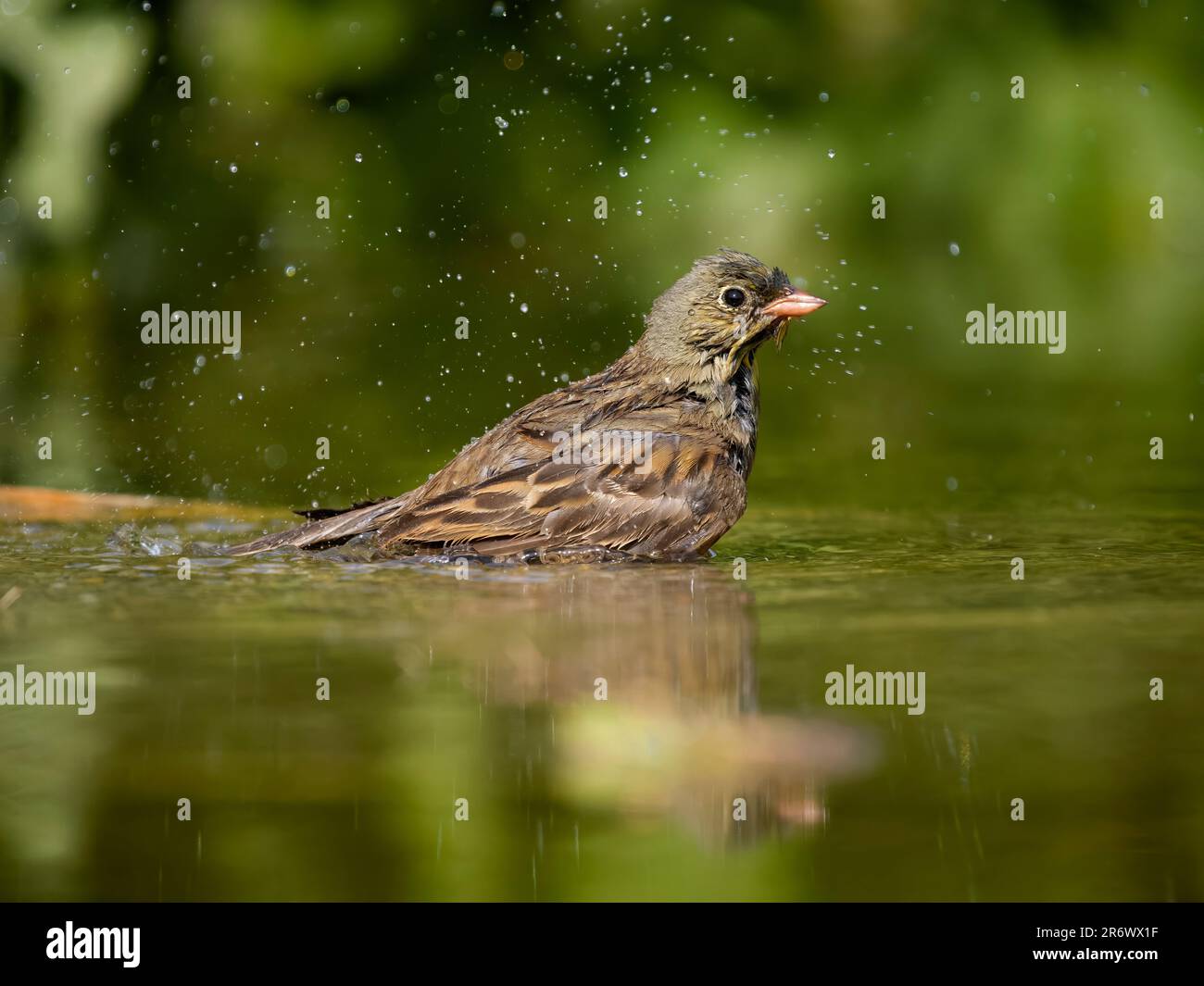 Ortolan bunting, Emberiza hortulana, single bird in water bathing ...