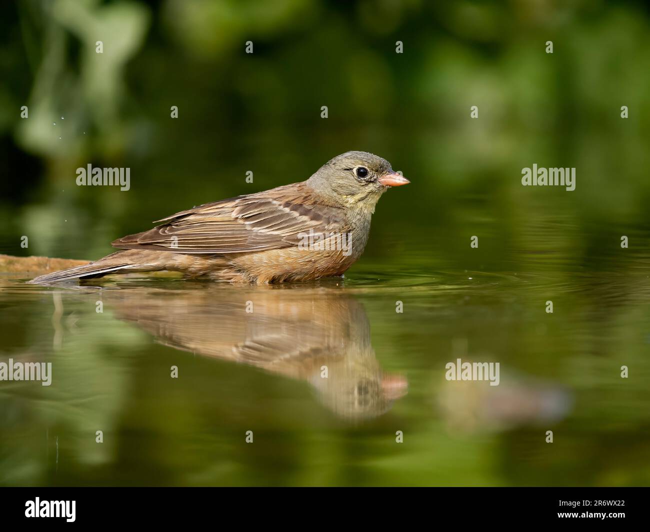 Ortolan bunting, Emberiza hortulana, single bird in water bathing ...