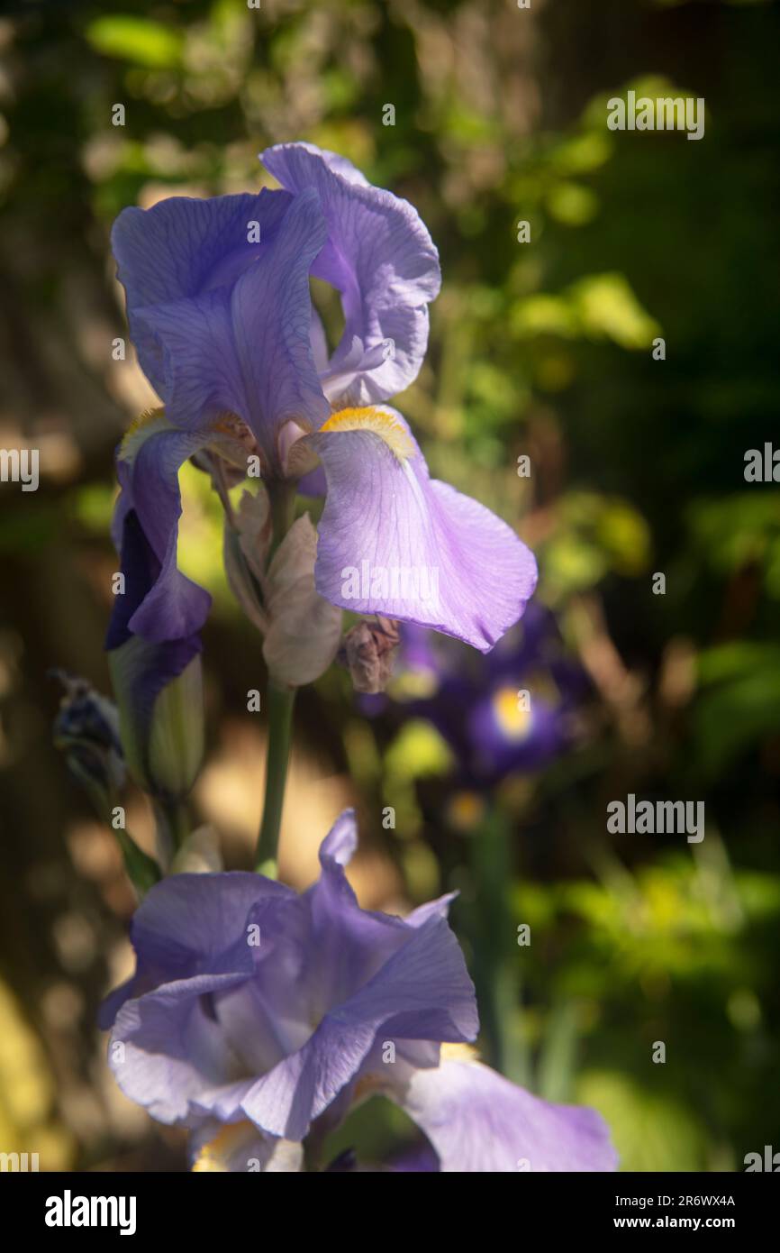 Natural close up flowering plant portrait of Iris plant blooming in a ...