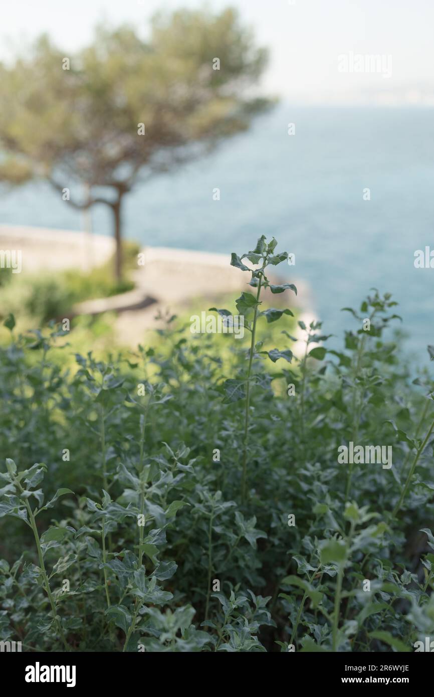 Close up photo of salt bush or Artiplex in south France region, shallow ...