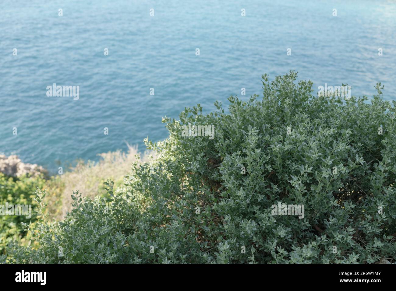 Close up photo of salt bush or Artiplex in south France region, shallow ...