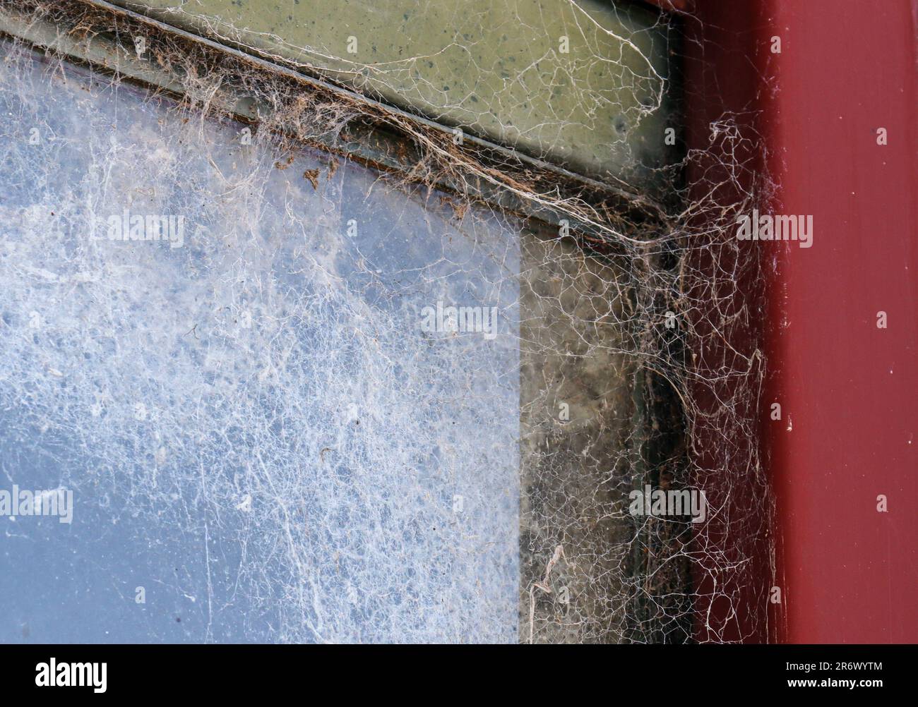 A close-up of a window with multiple spider webs visible on the glass ...