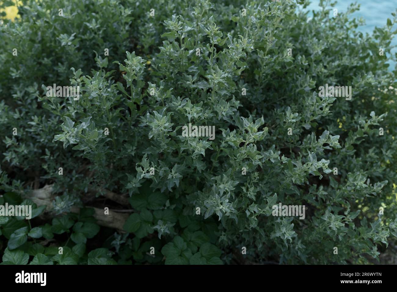 Close up photo of salt bush or Artiplex in south France region, shallow ...