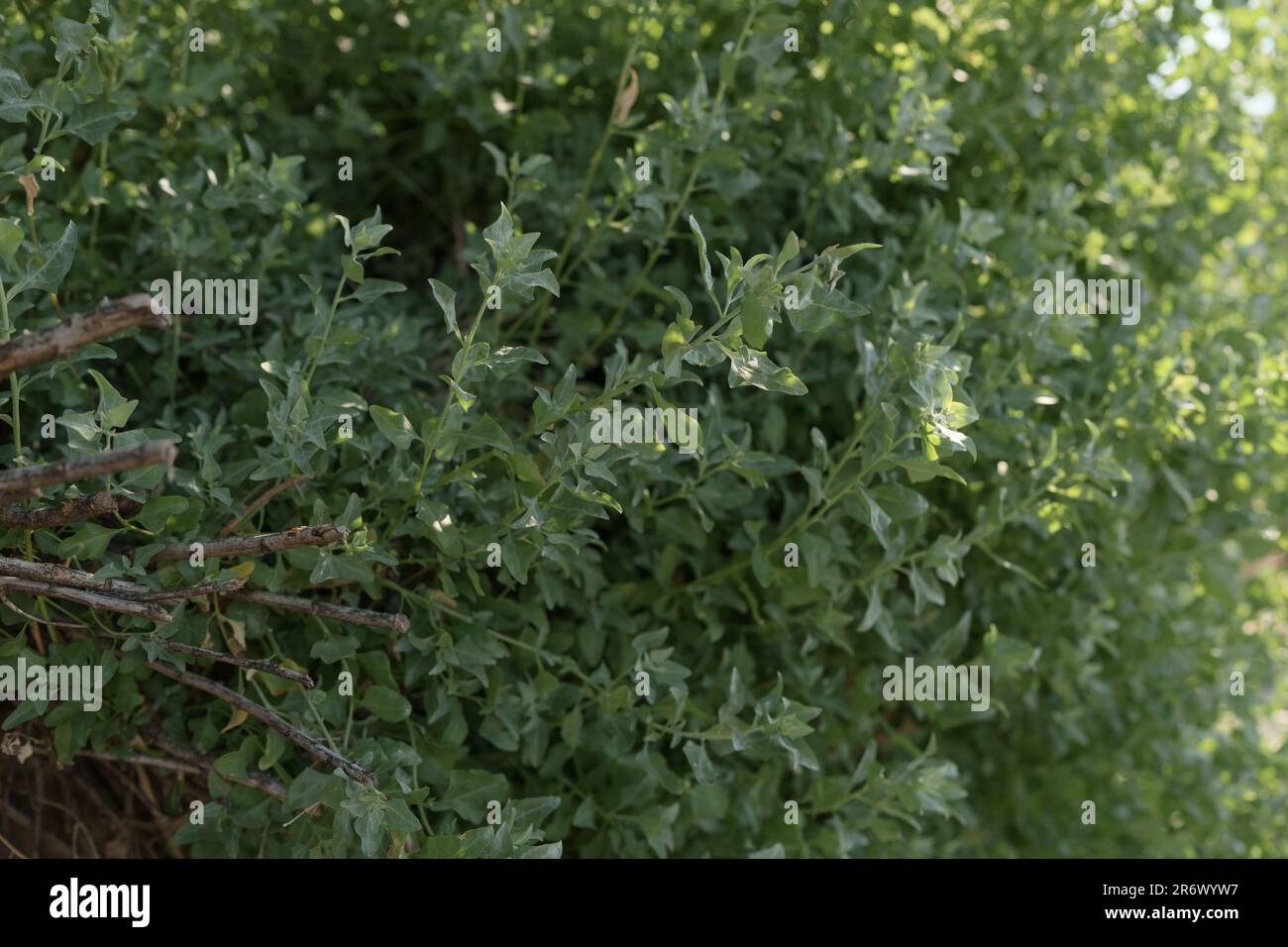 Close up photo of salt bush or Artiplex in south France region, shallow ...