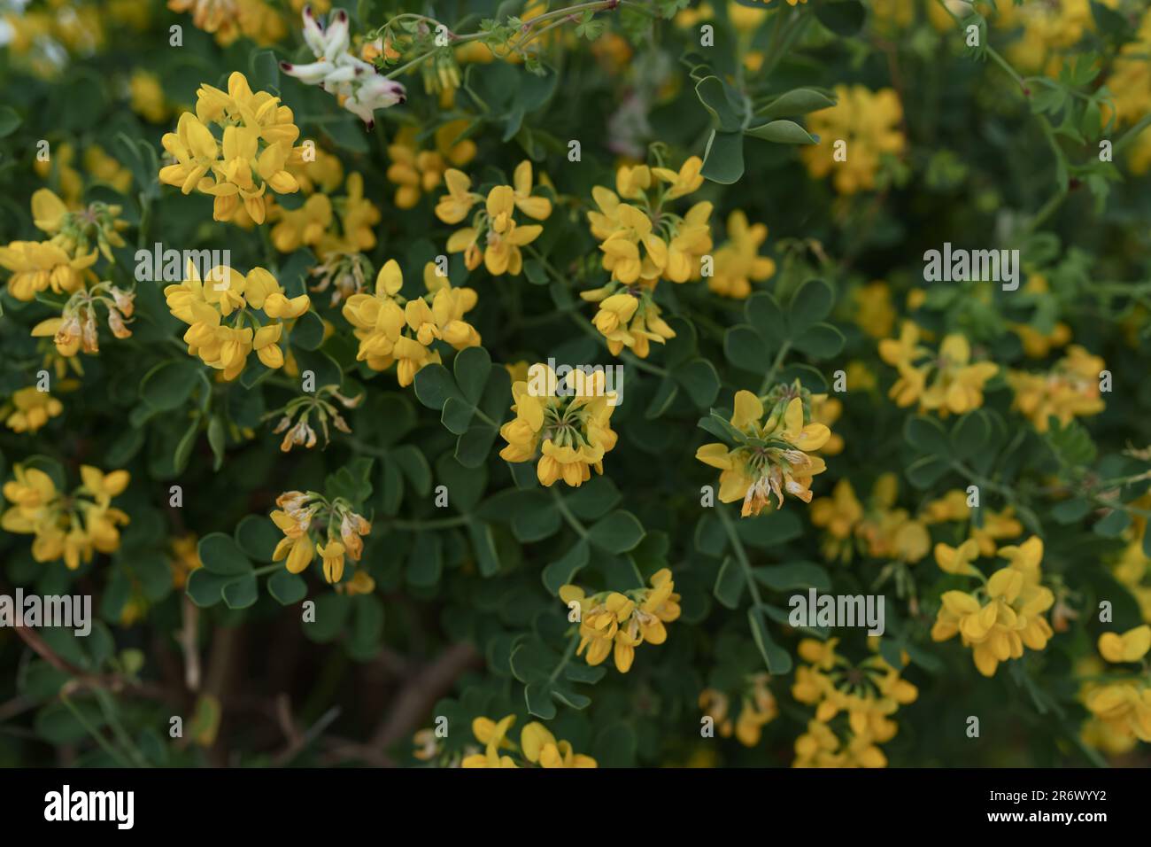 Hippocrepis emerus subsp emeroides hi-res stock photography and images ...