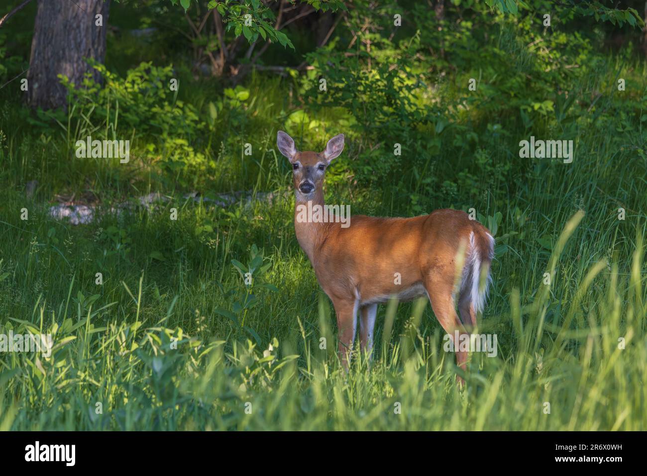 White-tailed doe at the forest's edge in northern Wisconsin Stock Photo ...