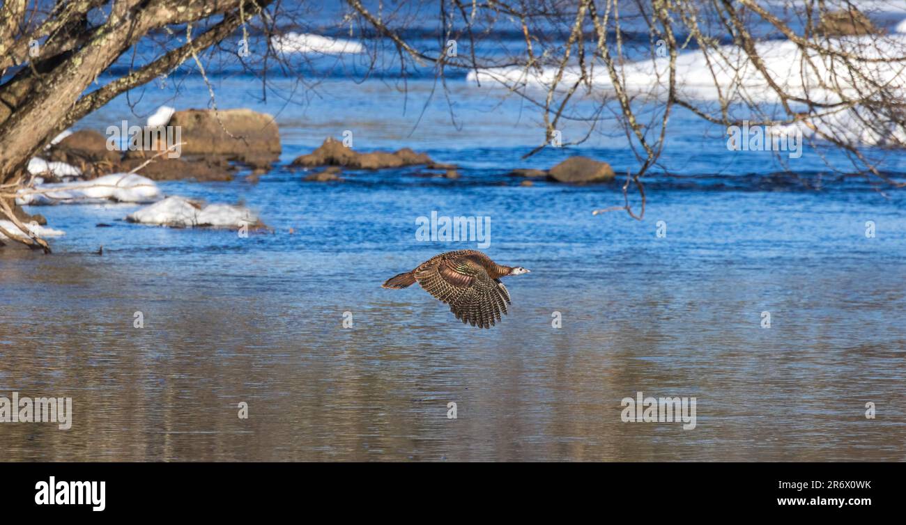 Eastern wild turkey flying across the Chippewa River in northern ...