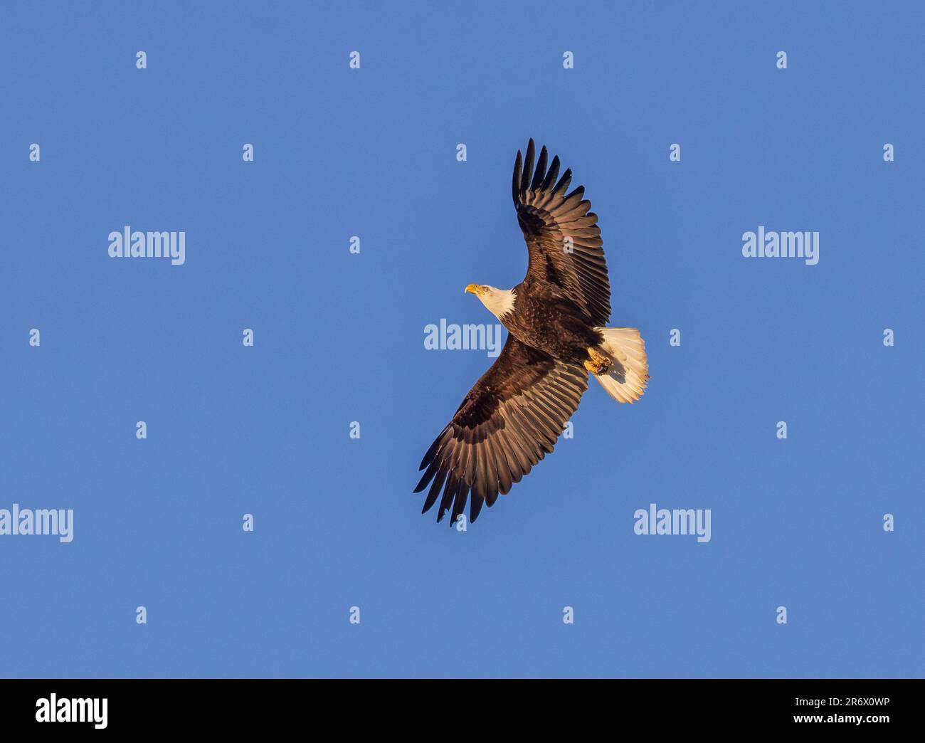 Bald eagle in northern Wisconsin Stock Photo - Alamy